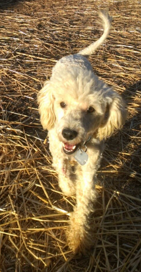 ADOPTED!!! | Georgia Poodle Rescue