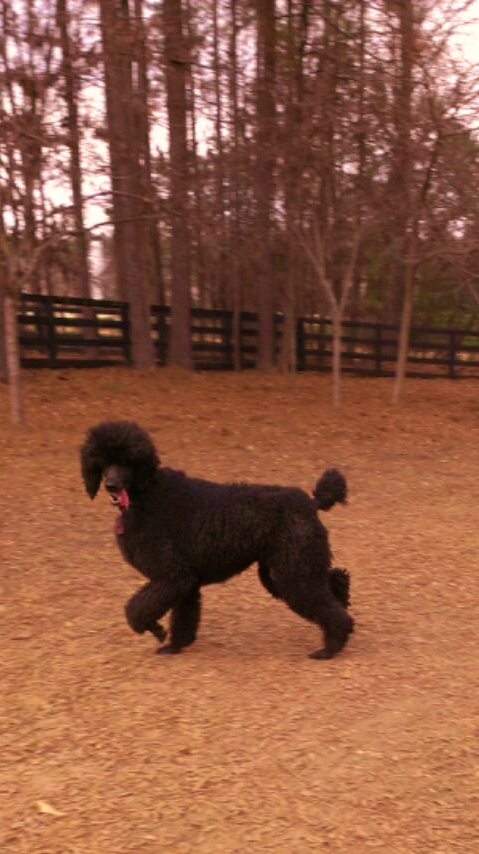 ADOPTED!!! | Georgia Poodle Rescue