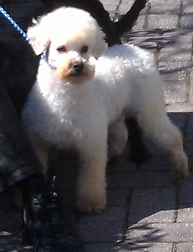 ADOPTED!!! | Georgia Poodle Rescue