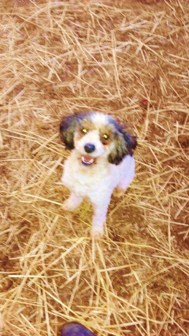 ADOPTED!!! | Georgia Poodle Rescue