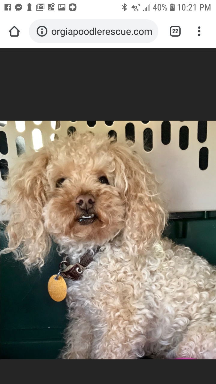 ADOPTED PAGE 2 | Georgia Poodle Rescue