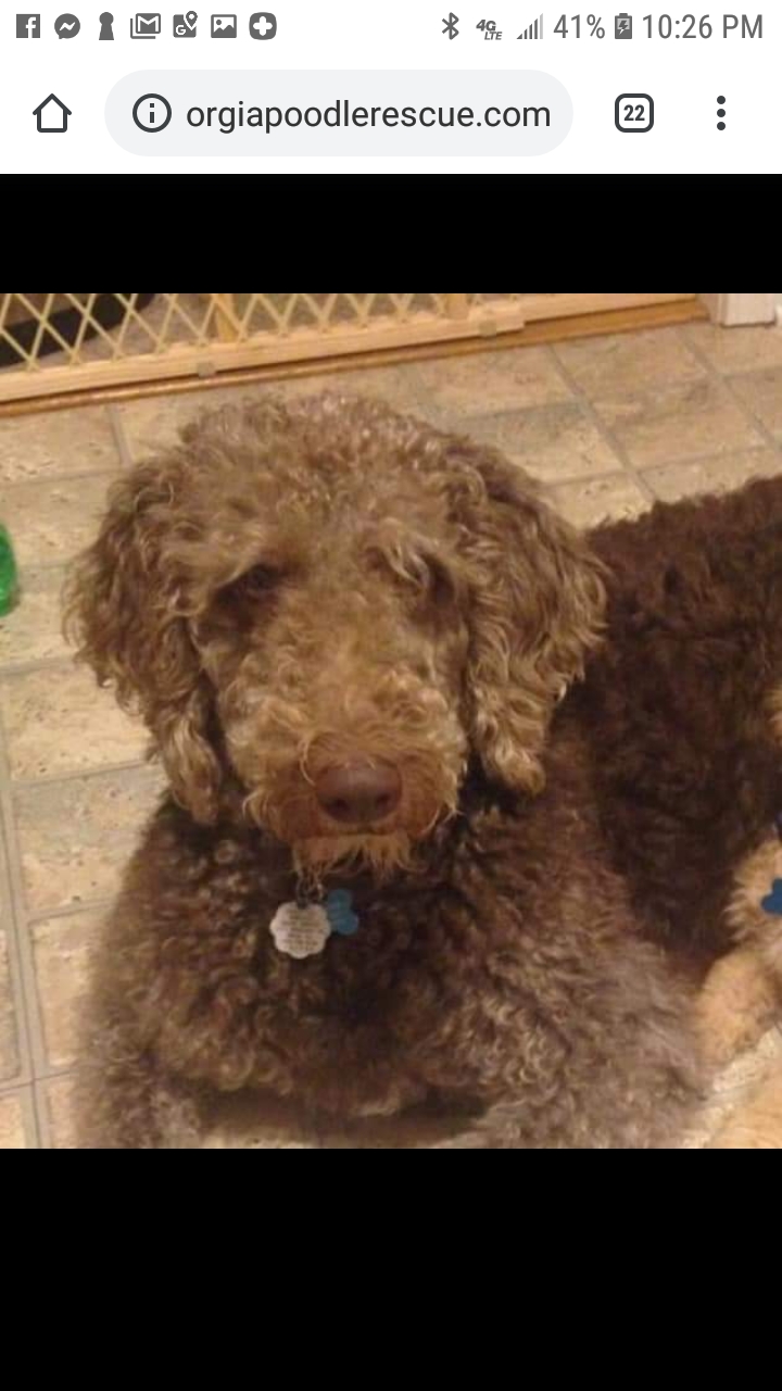 ADOPTED PAGE 2 | Georgia Poodle Rescue