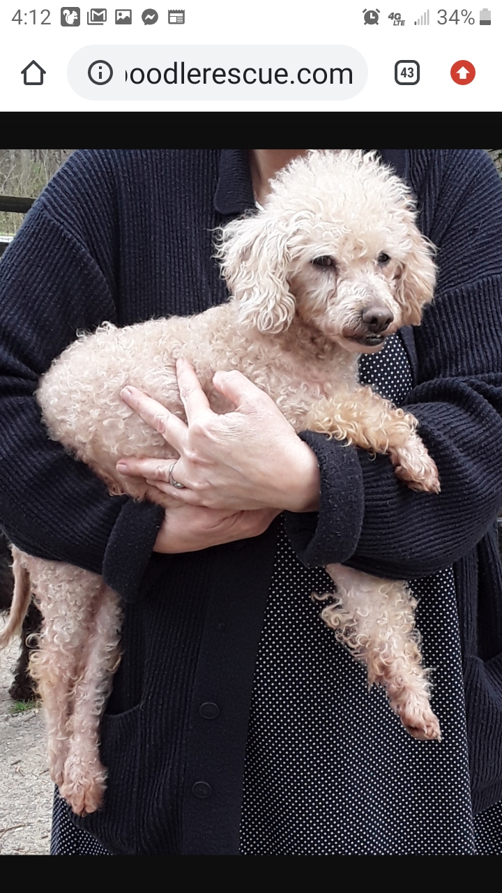 ADOPTED PAGE 2 | Georgia Poodle Rescue