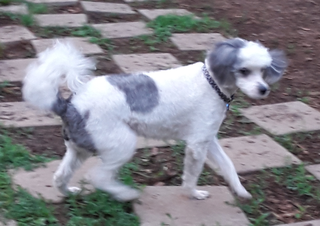 ADOPTED PAGE 2 | Georgia Poodle Rescue