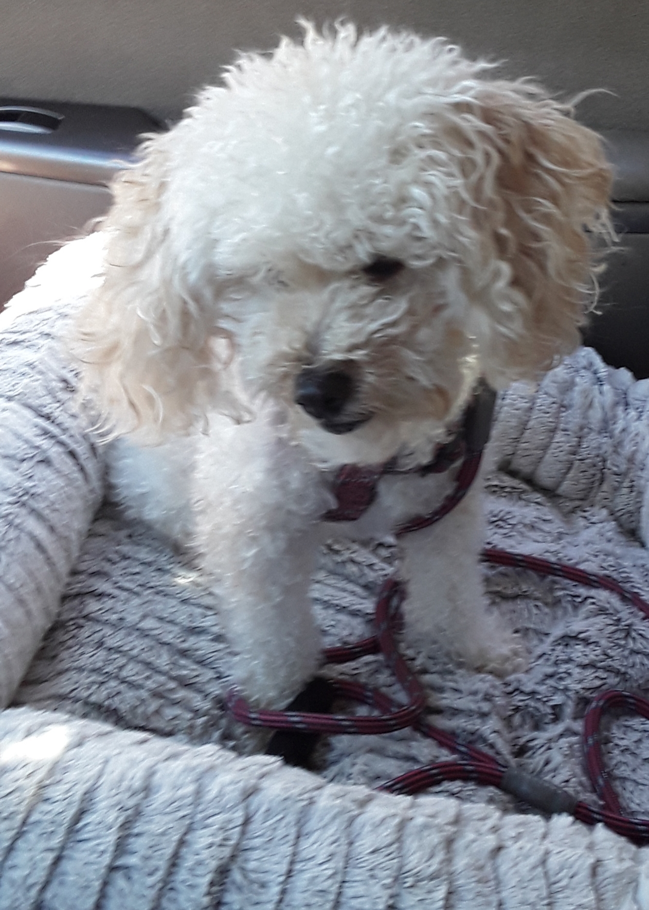 ADOPTED PAGE 2 | Georgia Poodle Rescue