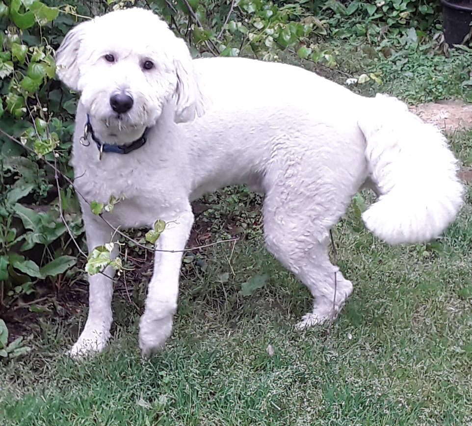 ADOPTED PAGE 2 | Georgia Poodle Rescue